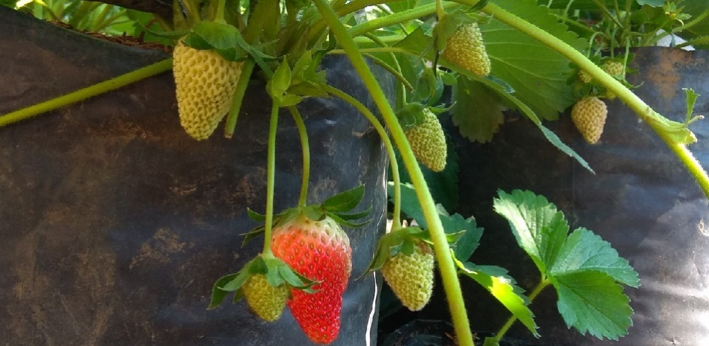 CS-Mart - Cs-mart atau Cari Sayuran aplikasi