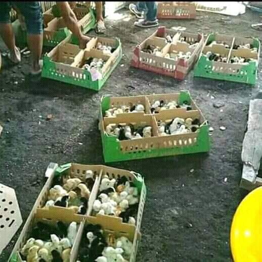 DOC JOPER | BERDIKARI TERNAK