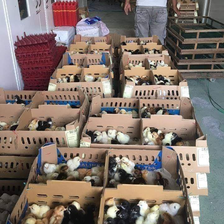 DOC JOPER | BERDIKARI TERNAK