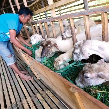 Domba Mulyono Farm | Gembalanesia