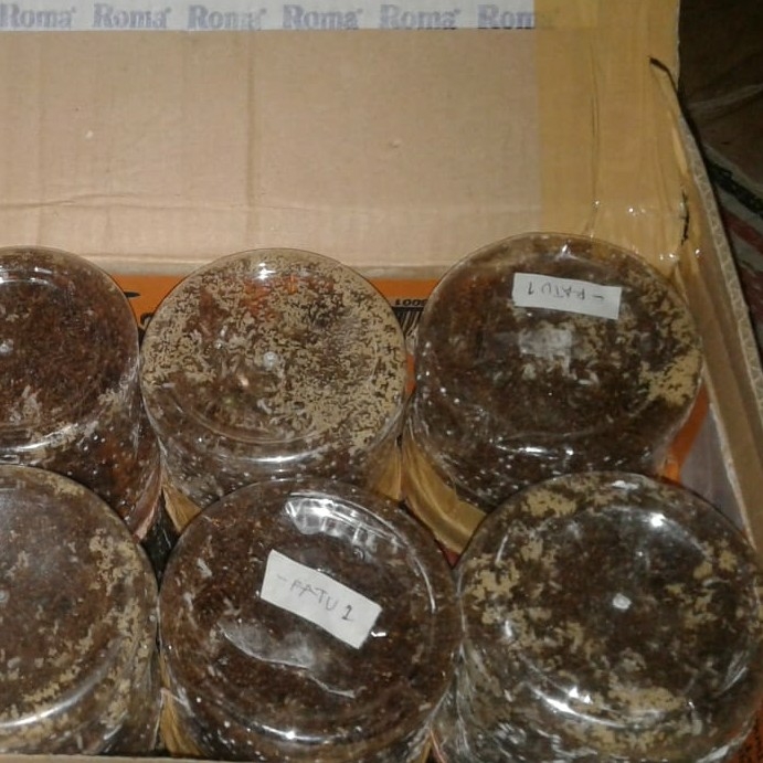 Paket Kroto Super | Danis krotoko