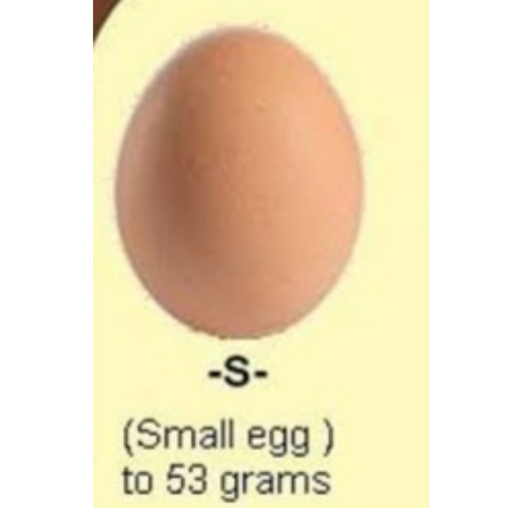 Telur Ukuran Kecil 1 Piring Per 53 gram | Kurir Sangatta